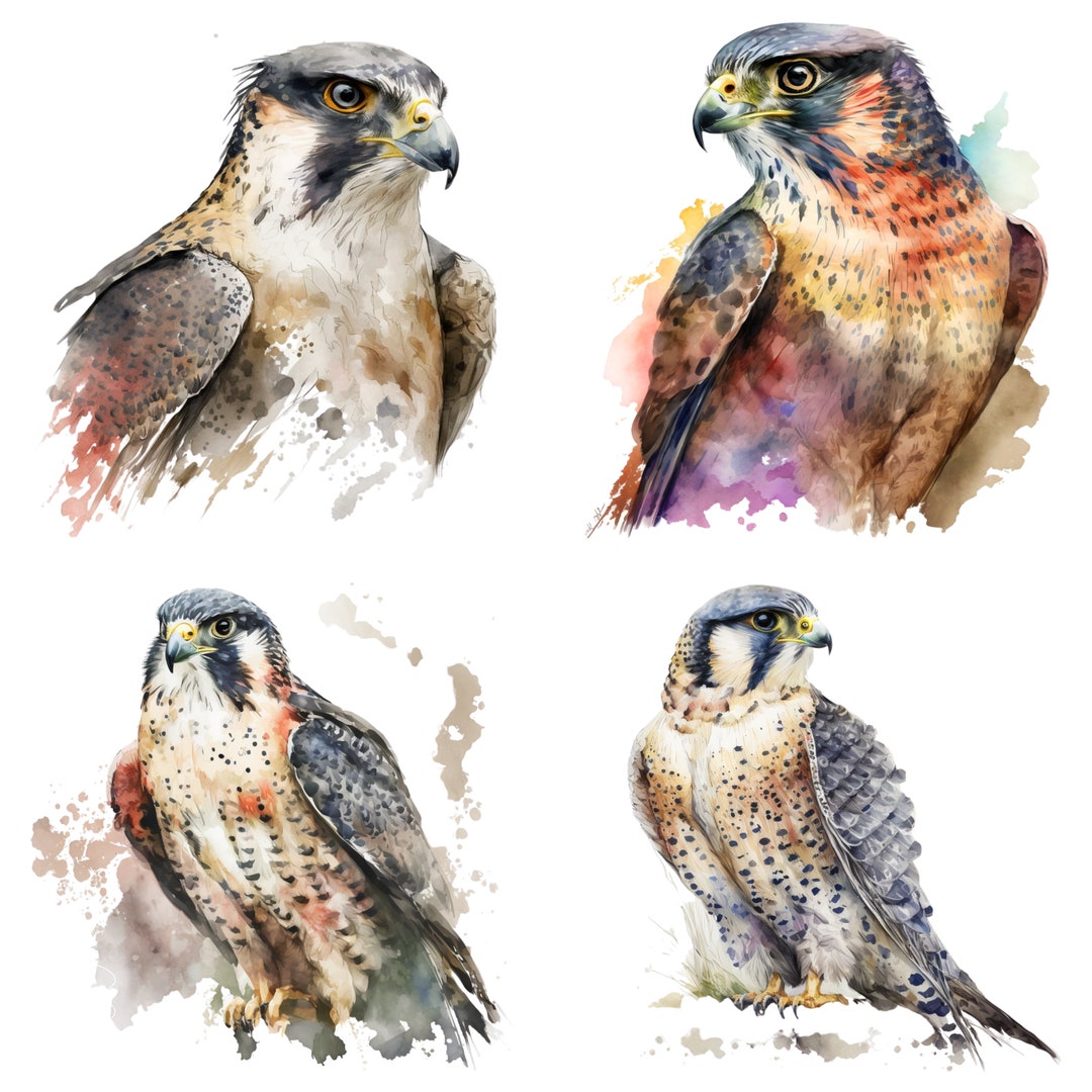 Falcon Watercolor Clipart, Falcon Watercolor, Falcon Clipart PNG ...
