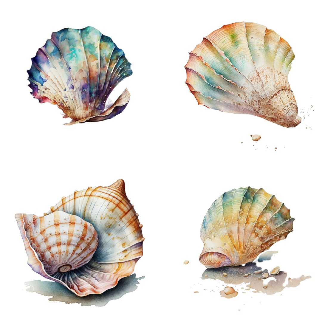 Sea Shell Watercolor Clipart, Sea Shell Watercolor, Sea Shell Clipart ...