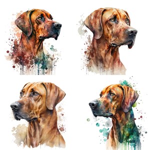 Rhodesian Ridgeback Art Print, Rhodesian Ridgeback Watercolor Clipart ...