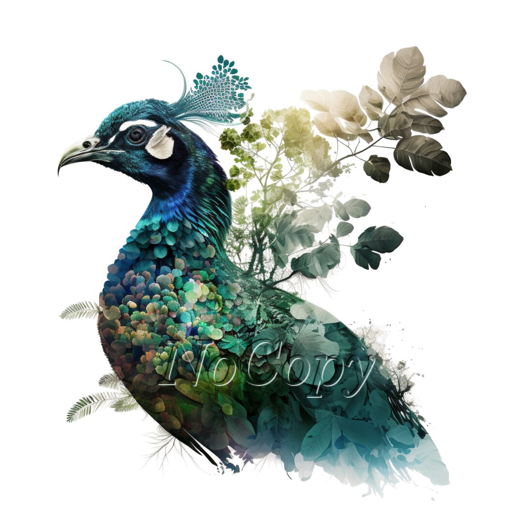 Peacock Watercolor, Digital Downloads, Peacock Clipart, Peacock PNG ...