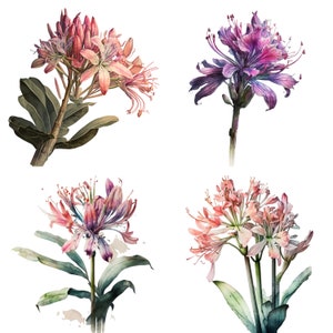 Nerine Watercolor, Digital Downloads, Nerine Clipart, Nerine PNG ...