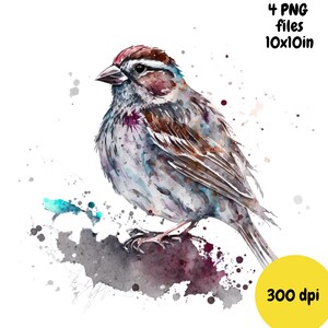Sparrow Watercolor Clipart, Sparrow Watercolor, Sparrow Clipart PNG ...