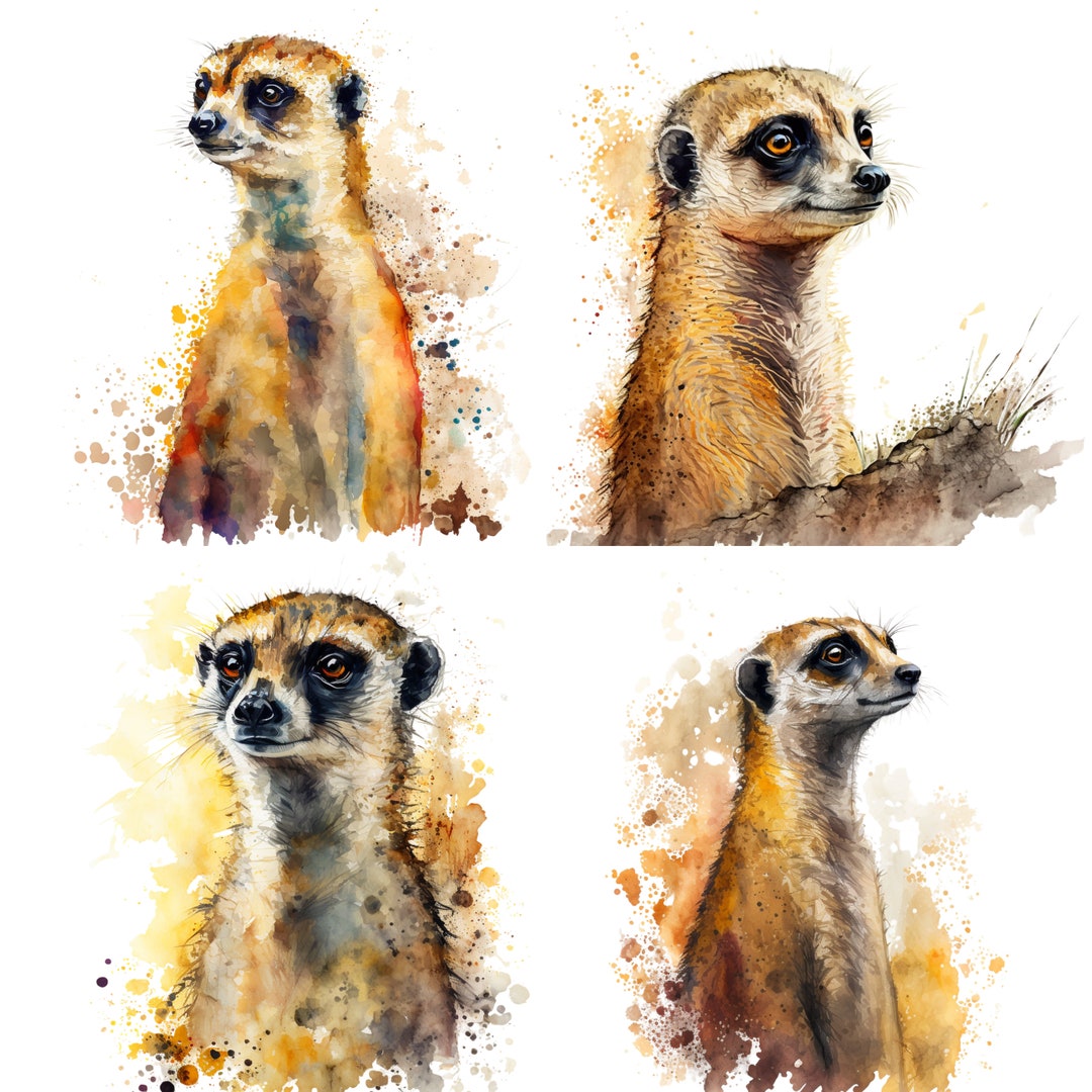 Meerkat Watercolor, Digital Downloads, Meerkat Clipart, Meerkat PNG ...