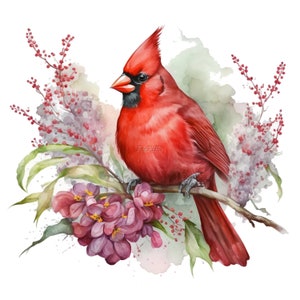 Red Cardinal Watercolor Clipart, Cardinal Watercolor,red Cardinal ...