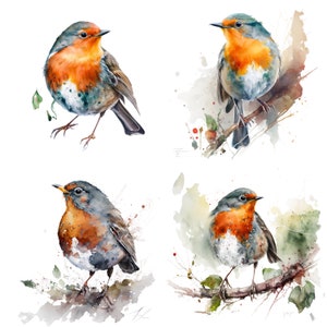 Robin Watercolor Clipart Robin Watercolor Robin Clipart PNG - Etsy