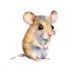 Cute Baby Mouse, Watercolor Cute Baby Mouse, Cute Baby Mouse Clipart ...