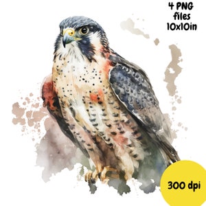 Falcon Watercolor Clipart, Falcon Watercolor, Falcon Clipart PNG ...