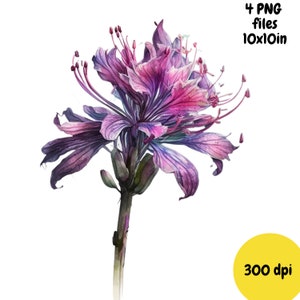 Nerine Watercolor, Digital Downloads, Nerine Clipart, Nerine PNG ...