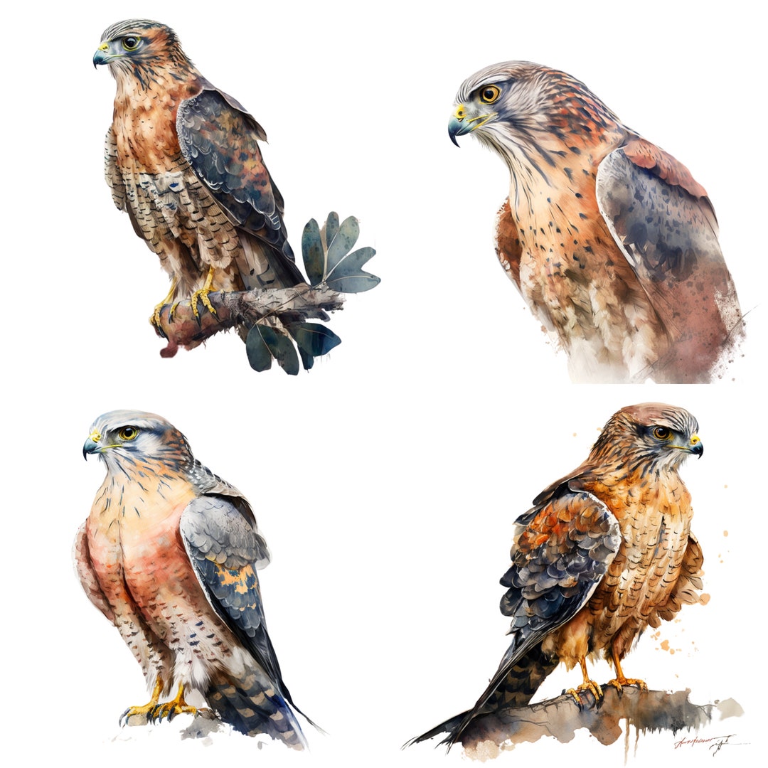 Shikra Watercolor, Digital Downloads, Shikra Clipart, Shikra PNG ...