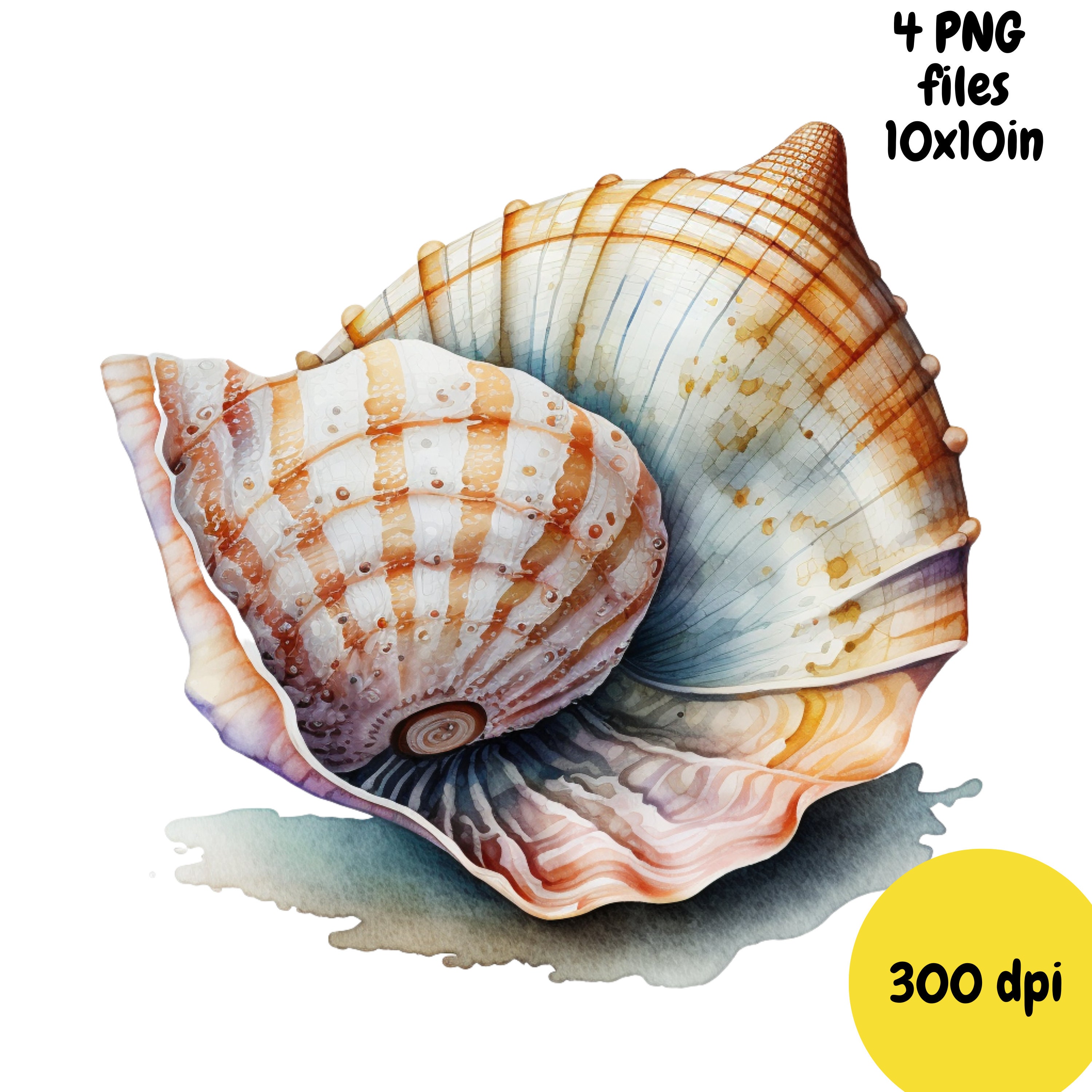 Sea Shell Watercolor Clipart Sea Shell Watercolor Sea Shell - Etsy ...