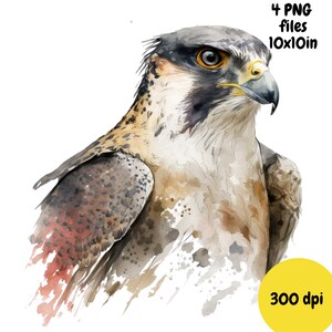 Falcon Watercolor Clipart, Falcon Watercolor, Falcon Clipart PNG ...