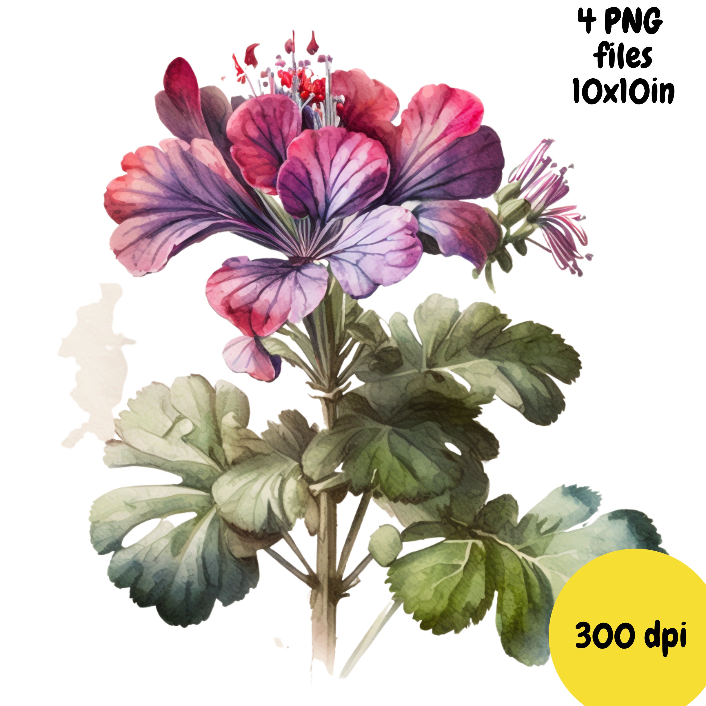 Watercolor Geranium Geranium Clipart Watercolor Flower - Etsy