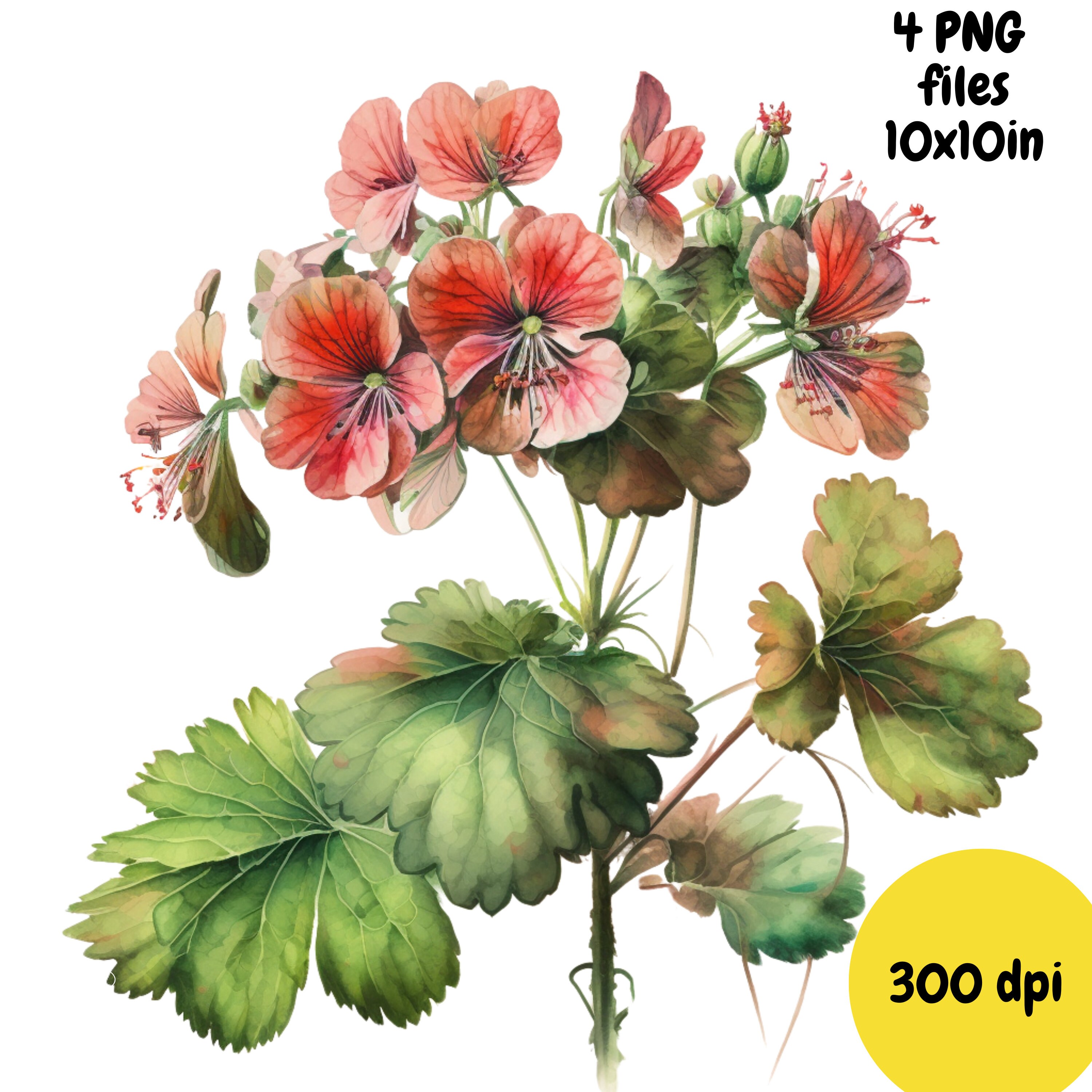 Watercolor Geranium Geranium Clipart Watercolor Flower - Etsy