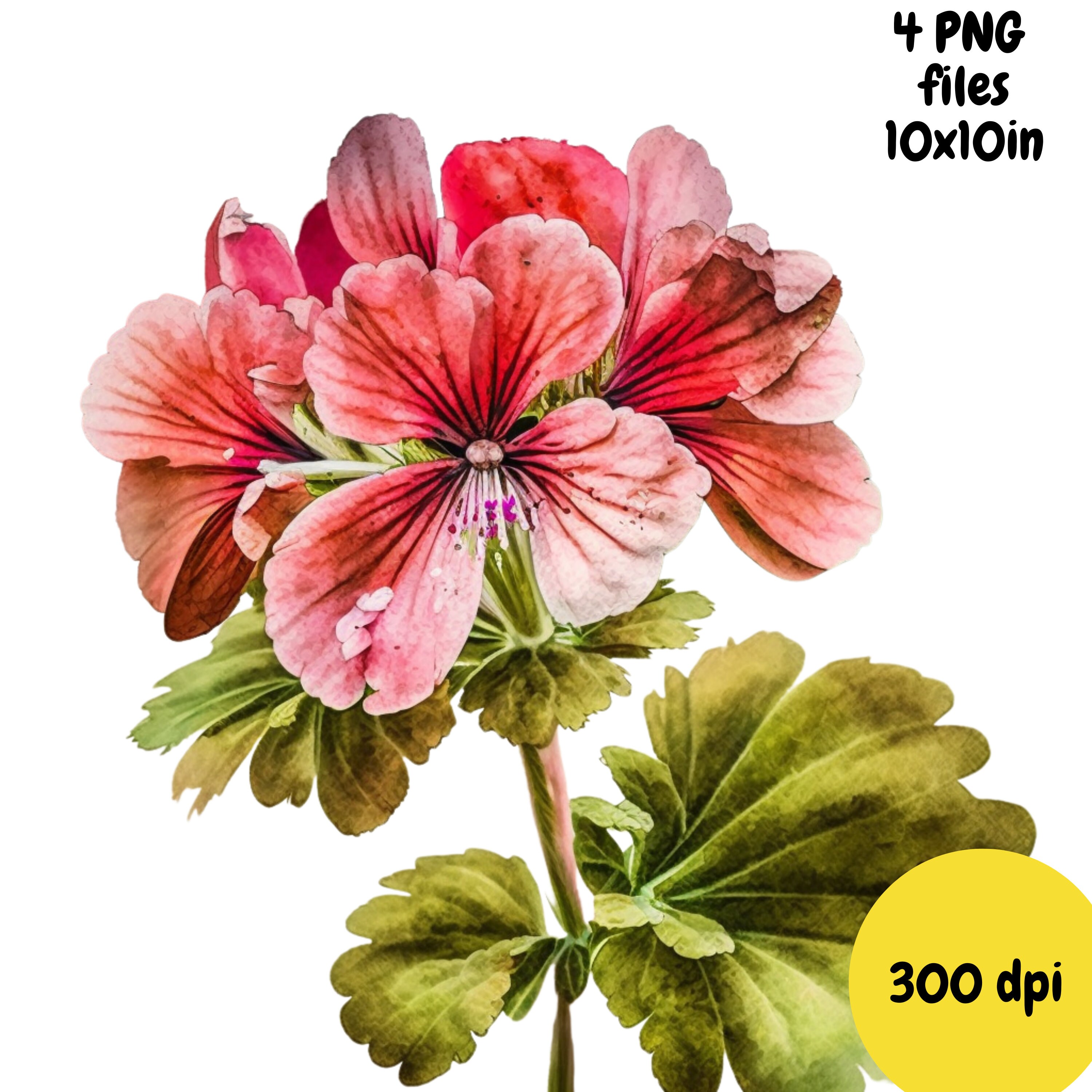 Watercolor Geranium Geranium Clipart Watercolor Flower - Etsy