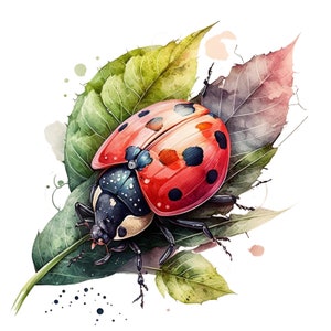 Ladybug Watercolor Clipart Illustration PNG - Etsy Canada