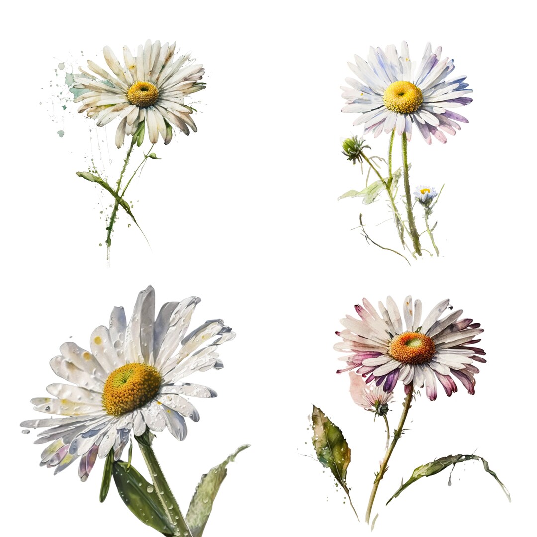 Watercolor Daisy, Daisy Clipart, Watercolor Flower Print, Wedding ...
