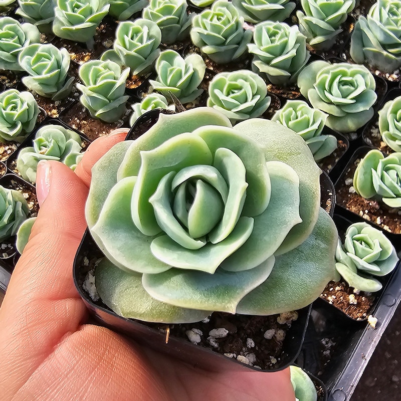 Graptoveria - Etsy