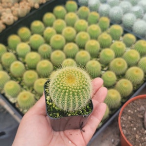 Golden Ball Cactus | Parodia Leninghausii | Yellow Tower Cactus ...
