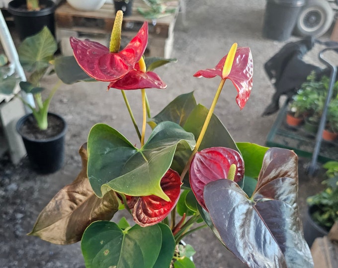 Anthurium 'coral Champion' Red 4in Pot Flowering House Plant Flowering ...