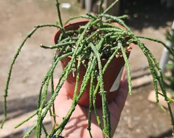 UNUSUAL Cynanchum Marnierianum (dead Stick Plant, Bundle of Sticks) - 3 ...