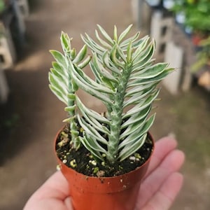 Variegated Devil’s Backbone | Pedilanthus Tithymaloides | 3in Pot ...