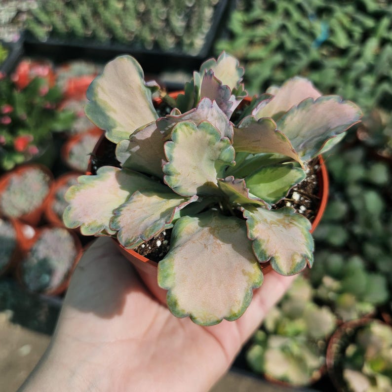 Kalanchoe Stained Glass | Pink Kalanchoe | Rare Kalanchoe | Variegated ...