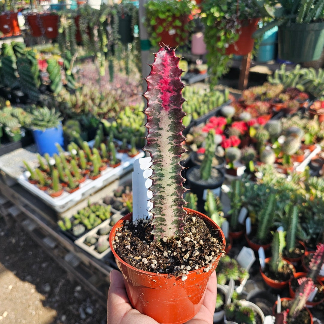 Euphorbia Trigona Rubra | Red Trigona | Green Lucky Plant | Green ...