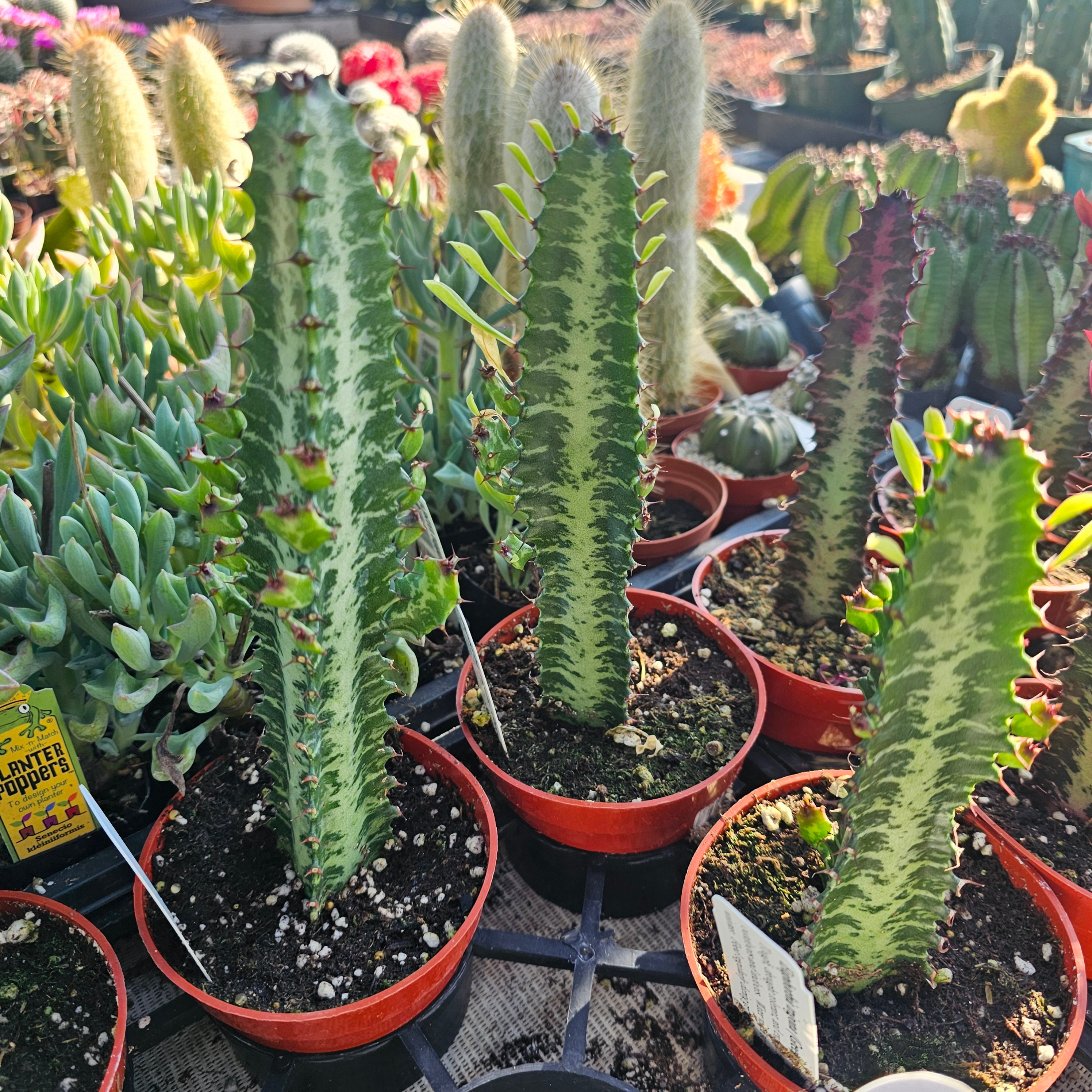 Euphorbia Trigona Rubra | Red Trigona | Green Lucky Plant | Green ...
