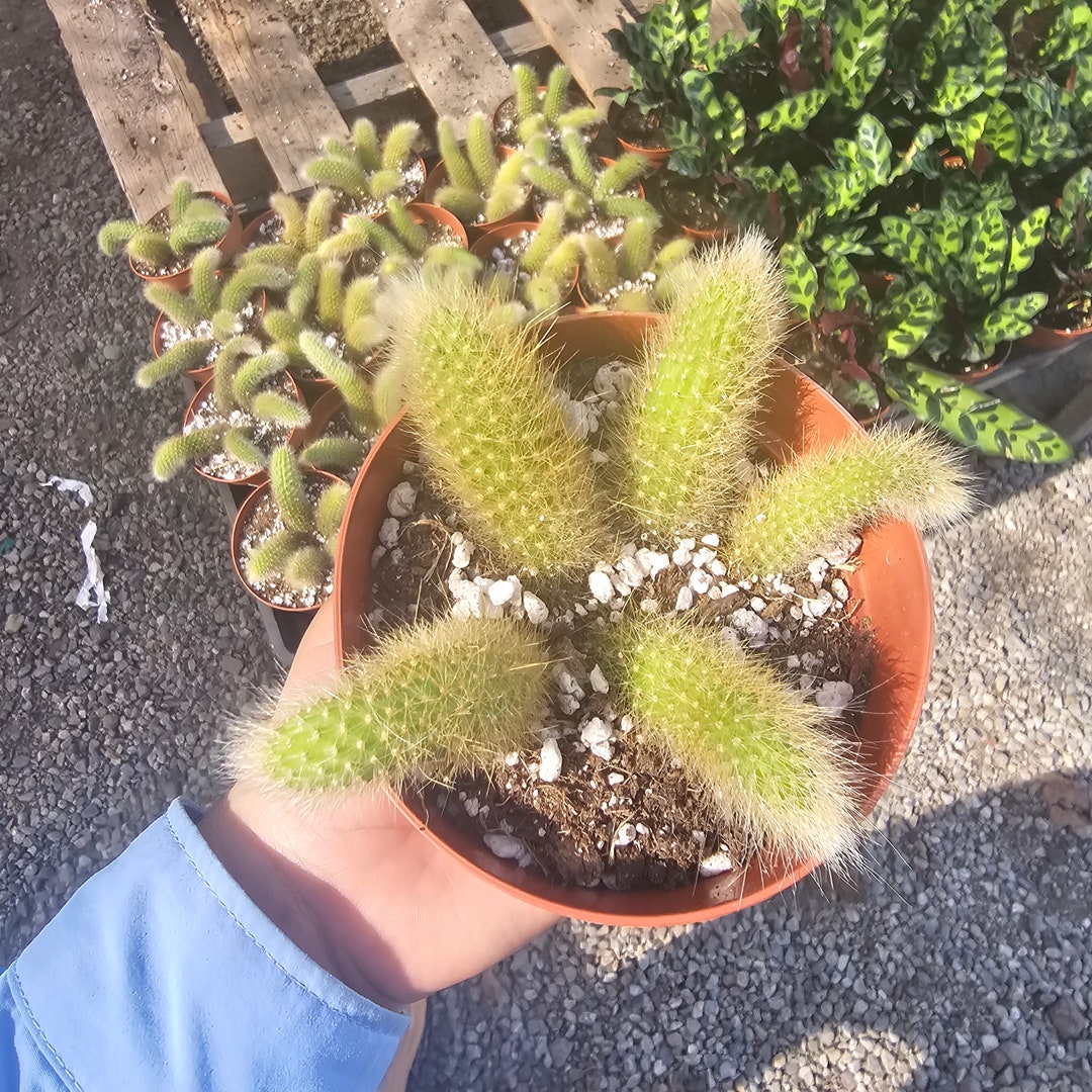 Monkey Tail Cactus | 4in Pot | 2in Pot - Etsy