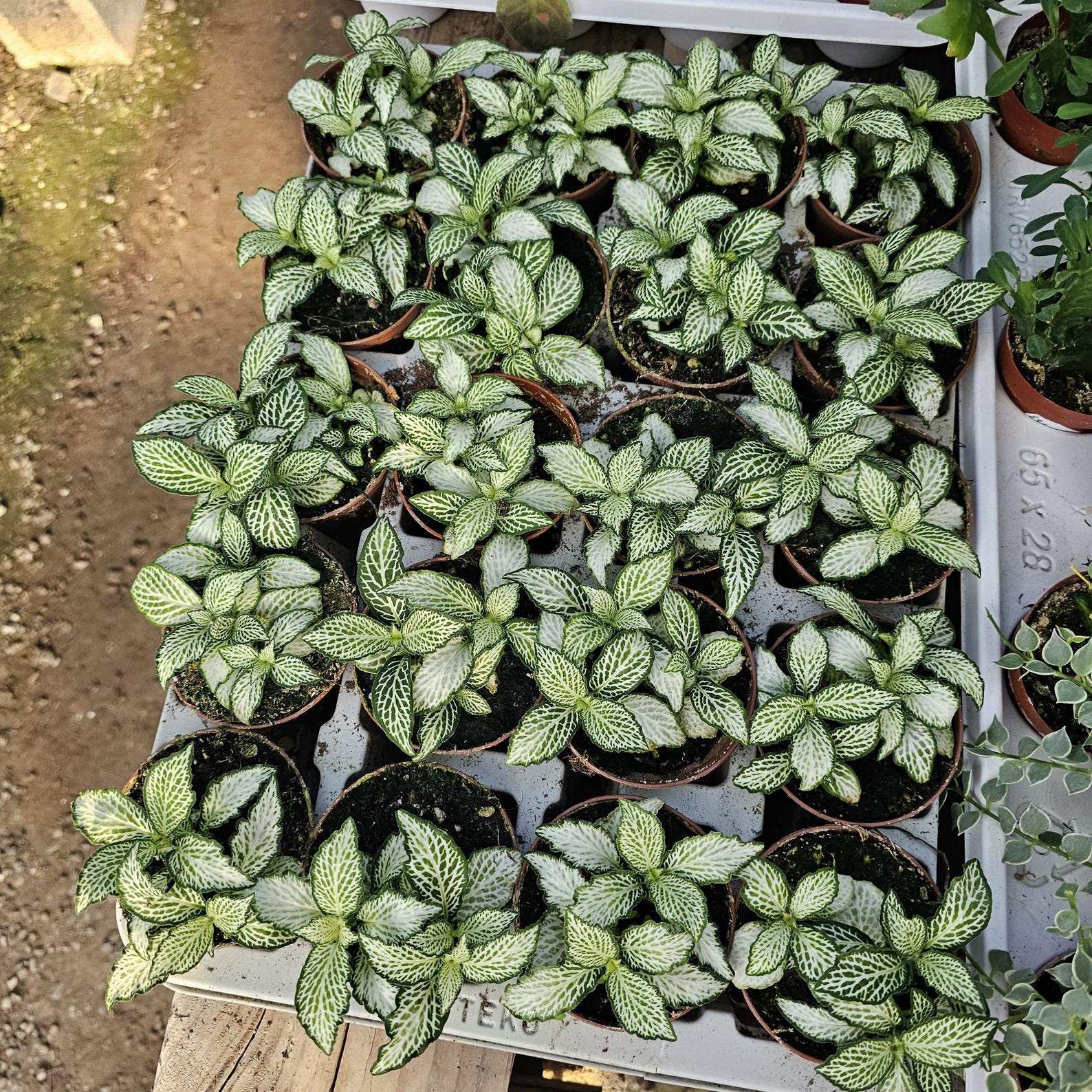 Fittonia White Tiger | Fittonia Albivenis | Verschaffeltii Group ...