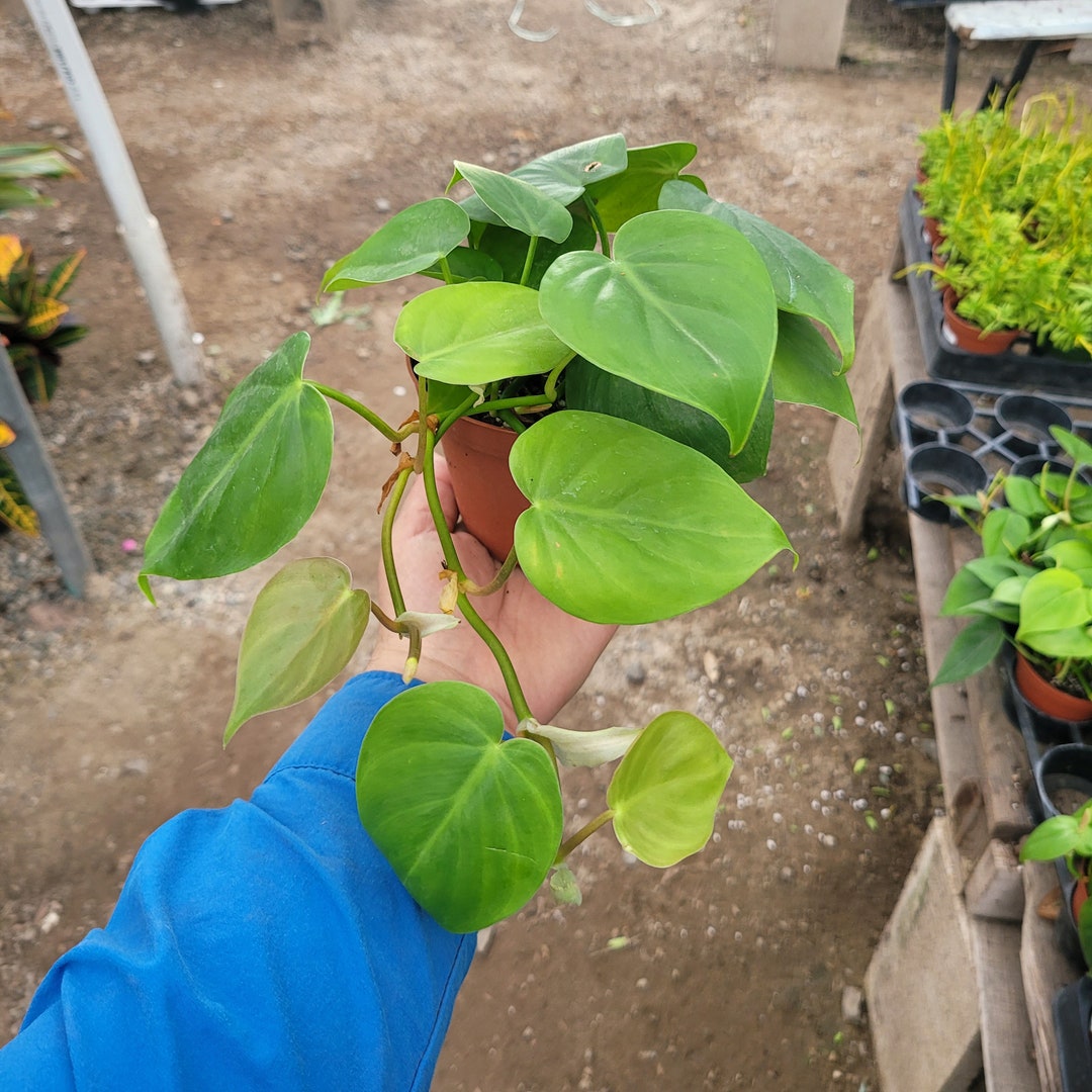Philodendron Cordatum | Heart Leaf Philodendron | Hederaceum | Vining ...