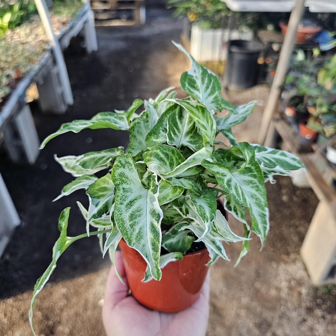 Syngonium Starlite | Rare Arrowhead Plant | Syngonium Podophyllum ...