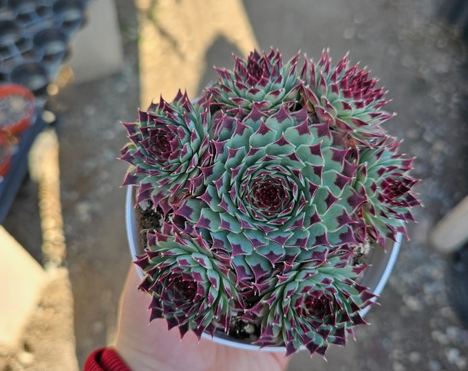 Hens and Chicks ! Pacific Blue Ice Live Plant - Hardy Outdoor Cactus ...