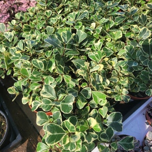 Ficus Triangularis Variegated | 4in Pot | Cuttings - Etsy