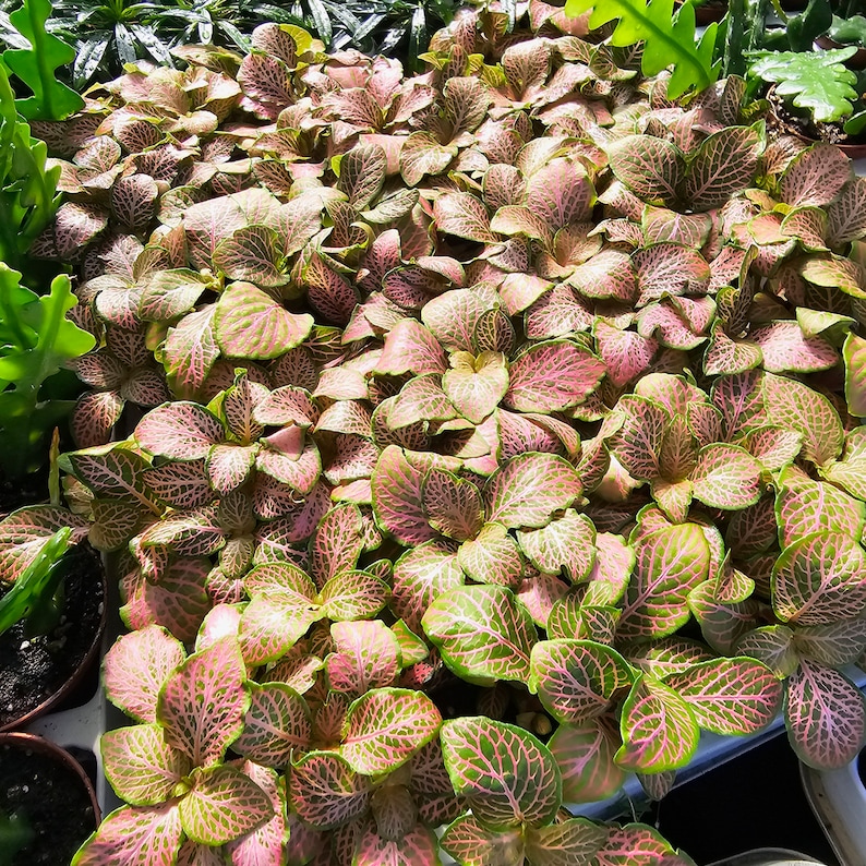 Fittonia Verschaffeltii | Fittonia Ruby Lime | 2in Pot - Etsy