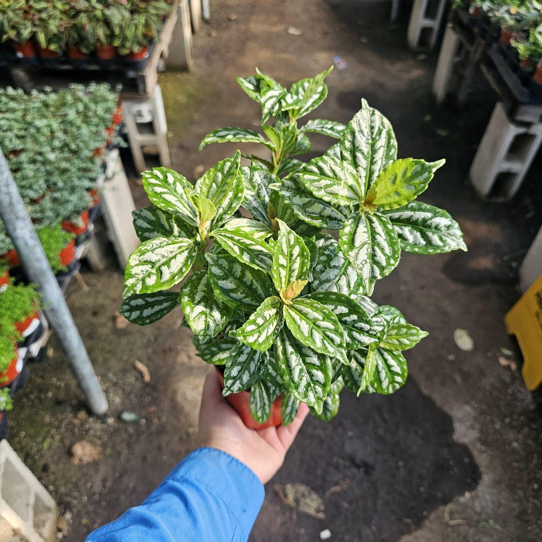 Pilea Watermelon | Aluminum Plant | Pilea Cadierei | 2in Pot | 4in Pot ...