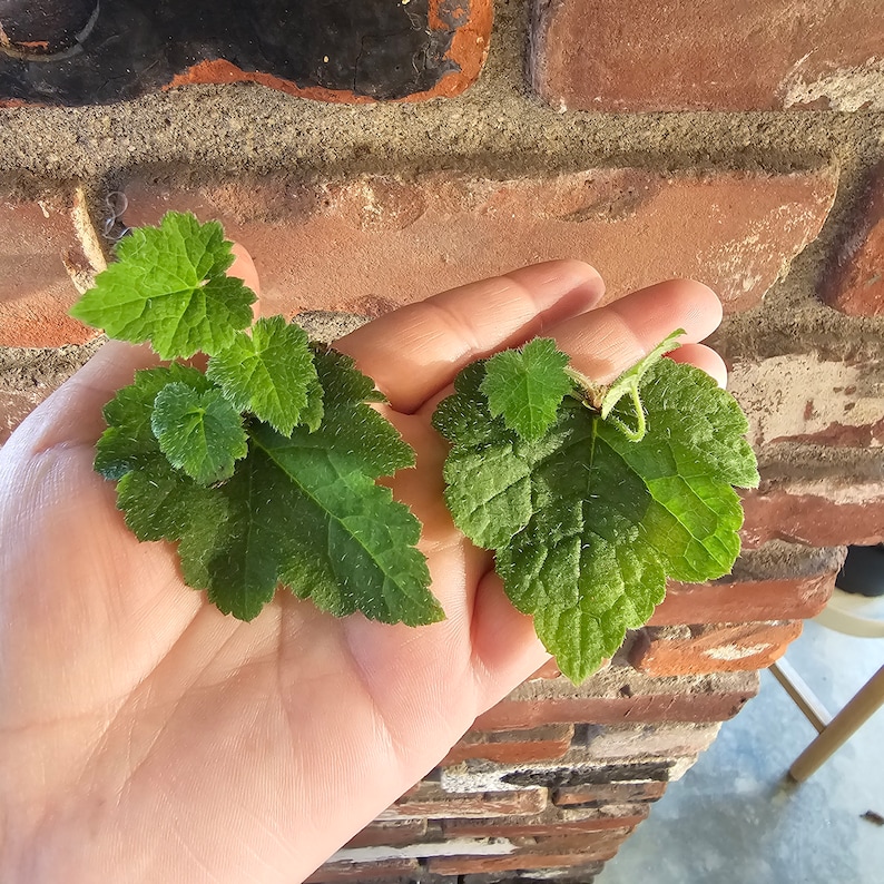 Piggyback Plant | Cuttings | Clippings | Unrooted - Etsy