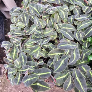 Striped Begonia | Begonia Listada | Rare Begonia | 4in Pot - Etsy