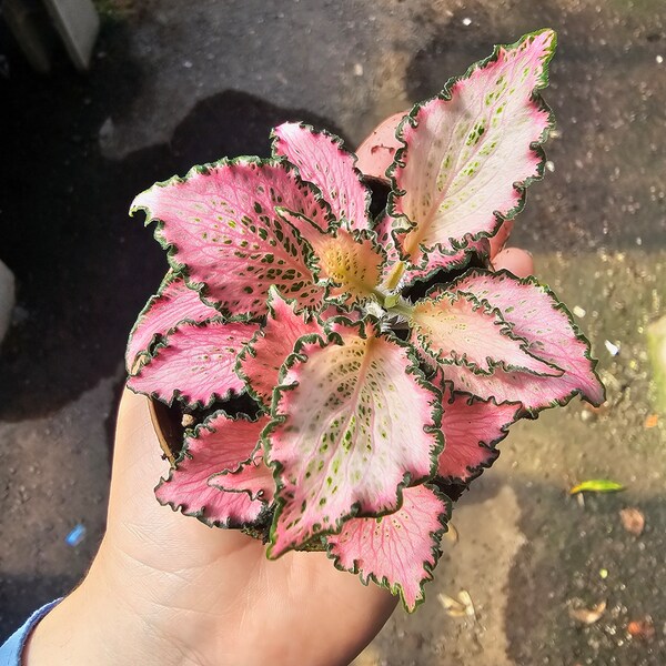 Fittonia - Etsy