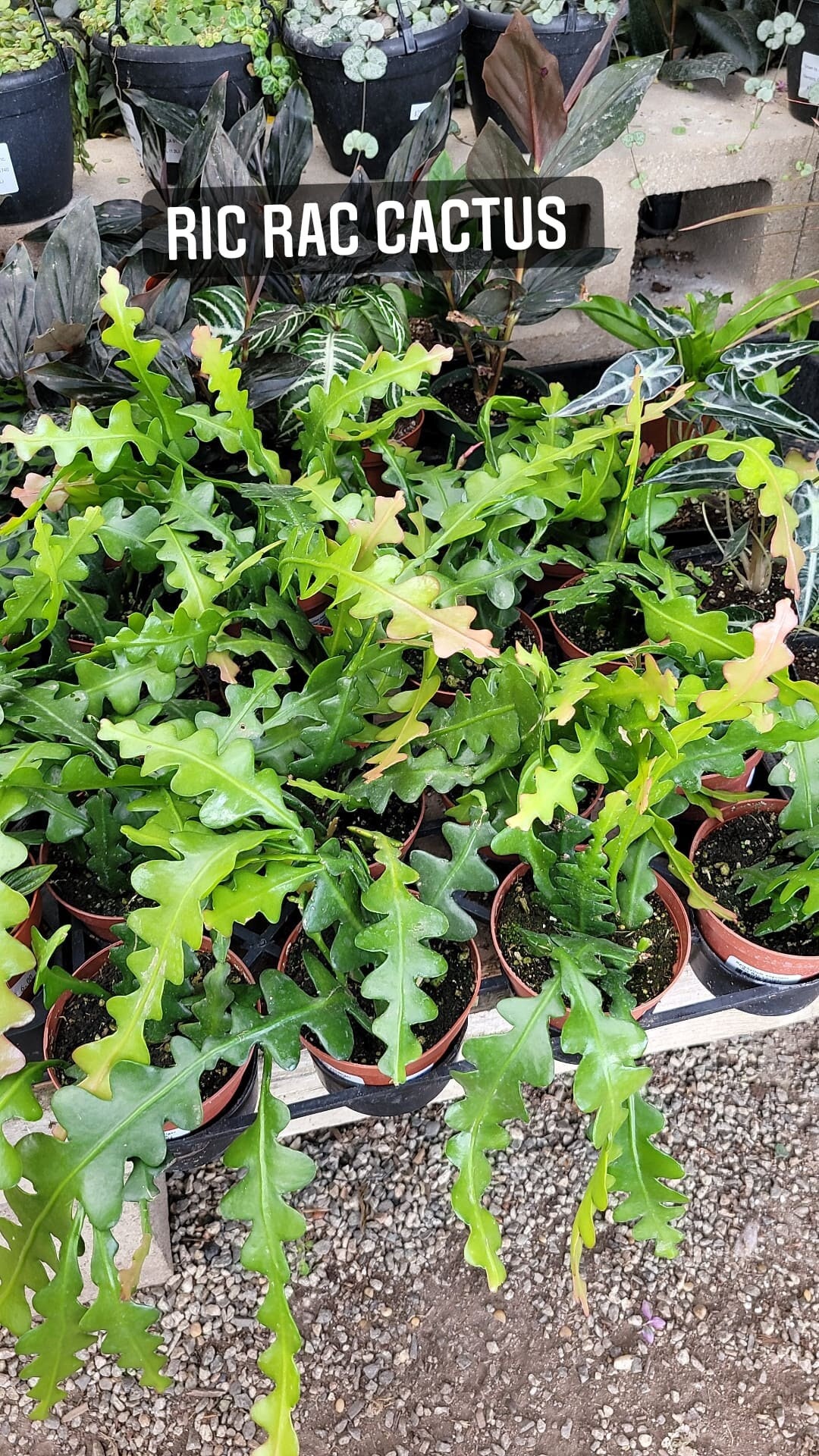 Fishbone Cactus | Epiphyllum Anguliger Ric Rac Cactus | Zig Zag Cactus ...