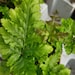 Autumn Fern | Japanese Shield Fern |dryopteris Erythrosora | 2in Pot - Etsy