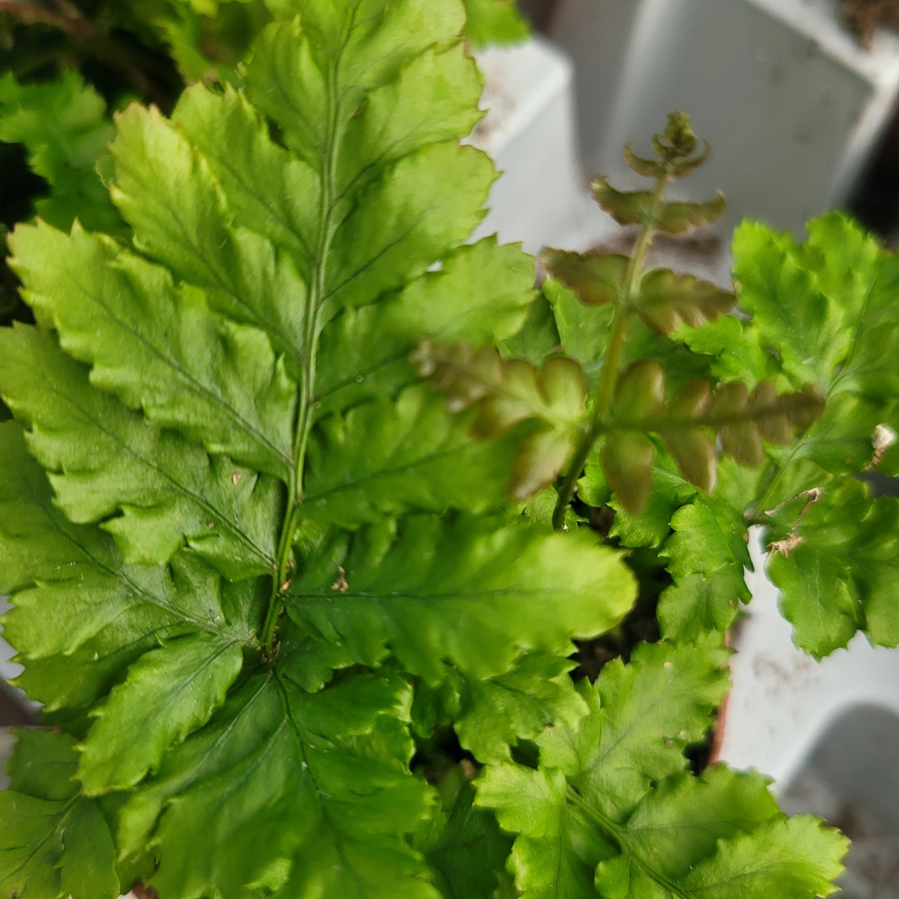 Autumn Fern | Japanese Shield Fern |dryopteris Erythrosora | 2in Pot - Etsy