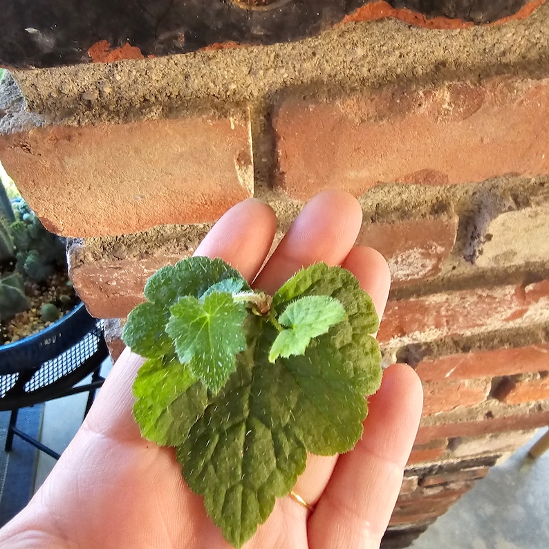 Piggyback Plant | Cuttings | Clippings | Unrooted - Etsy