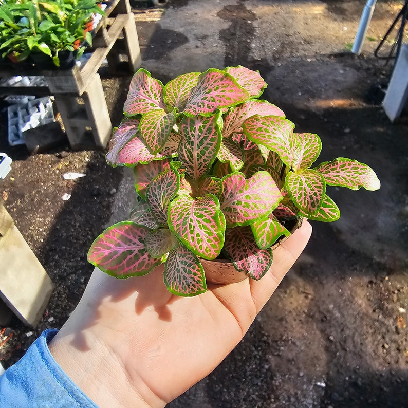 Fittonia Verschaffeltii | Fittonia Ruby Lime | 2in Pot - Etsy