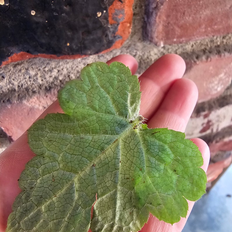 Piggyback Plant | Cuttings | Clippings | Unrooted - Etsy