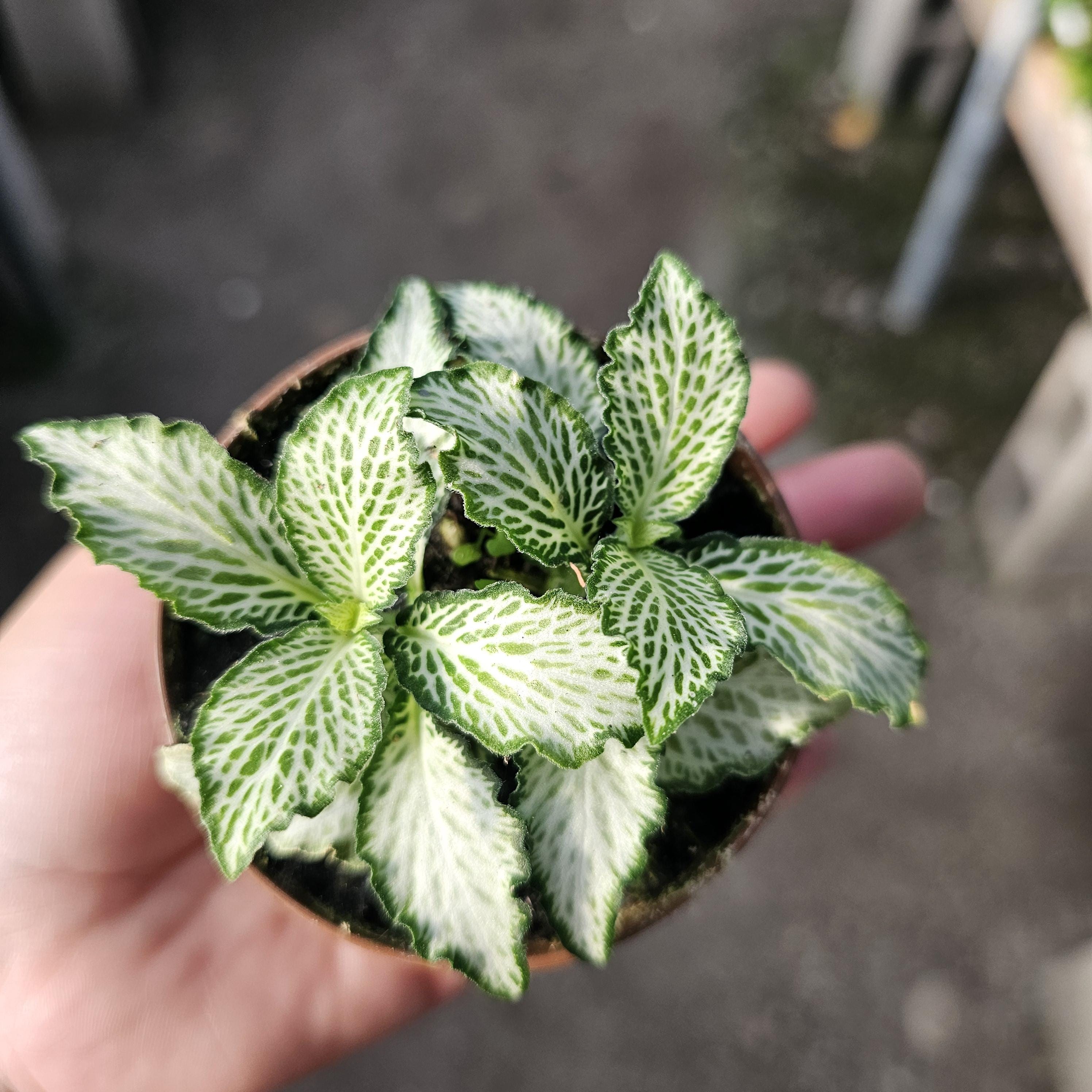 Fittonia White Tiger | Fittonia Albivenis | Verschaffeltii Group ...