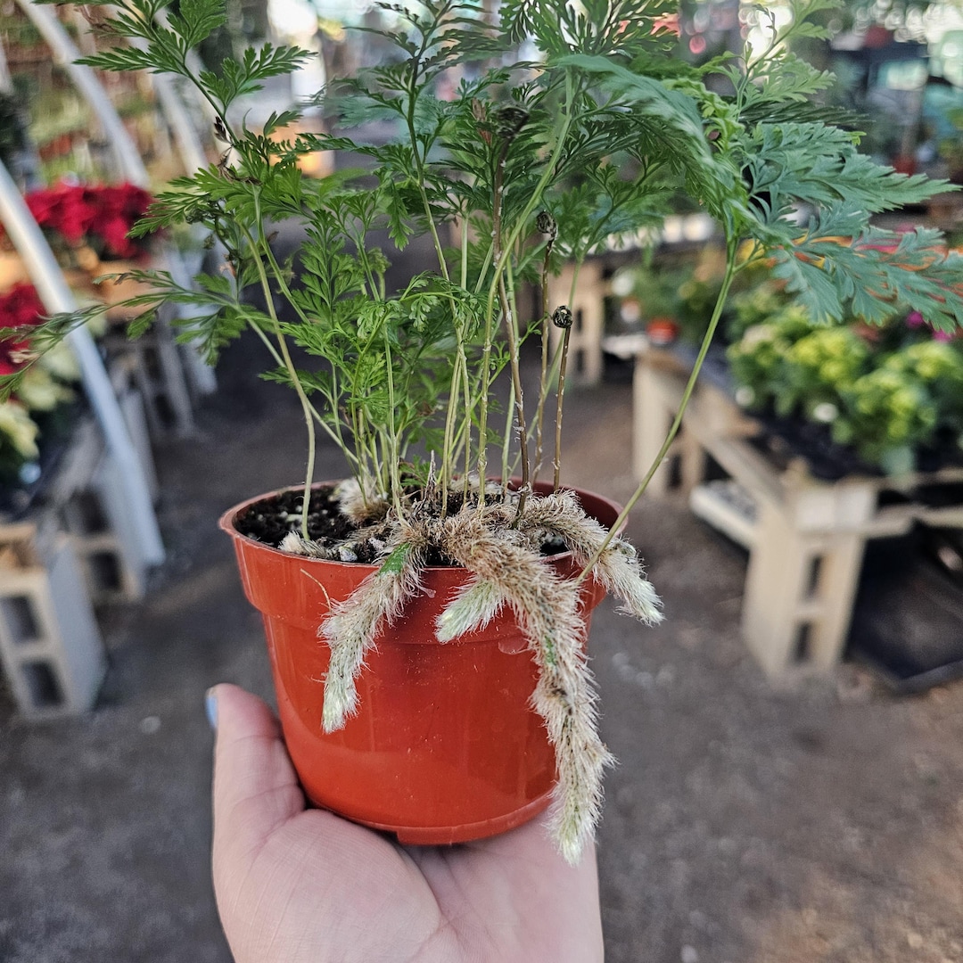 Rabbit's Foot Fern | Davallia Fejeensis | 4in Pot - Etsy