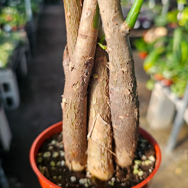 Money Tree | Pachira Aquatica | 4in Pot - Etsy