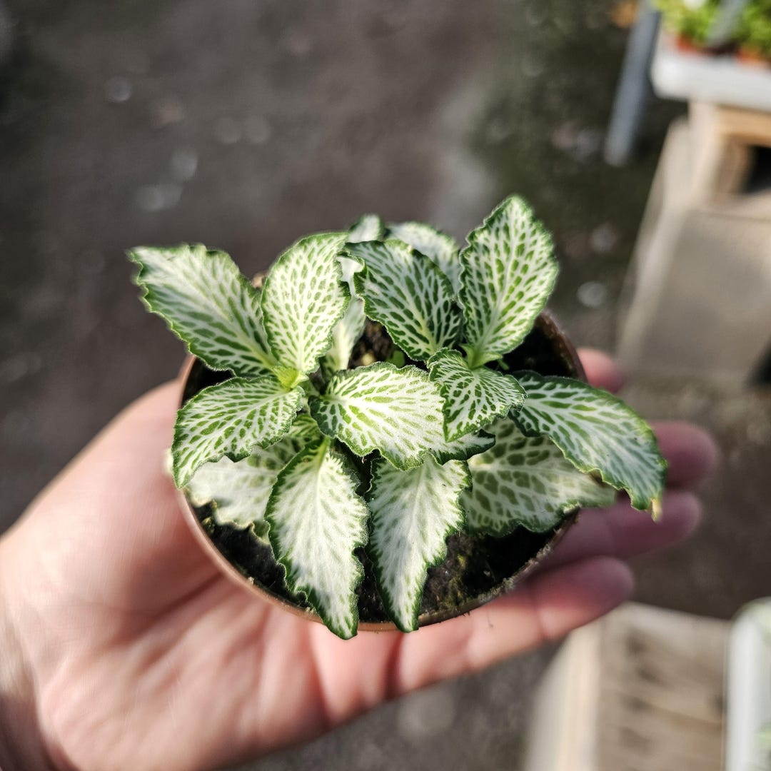 Fittonia White Tiger | Fittonia Albivenis | Verschaffeltii Group ...