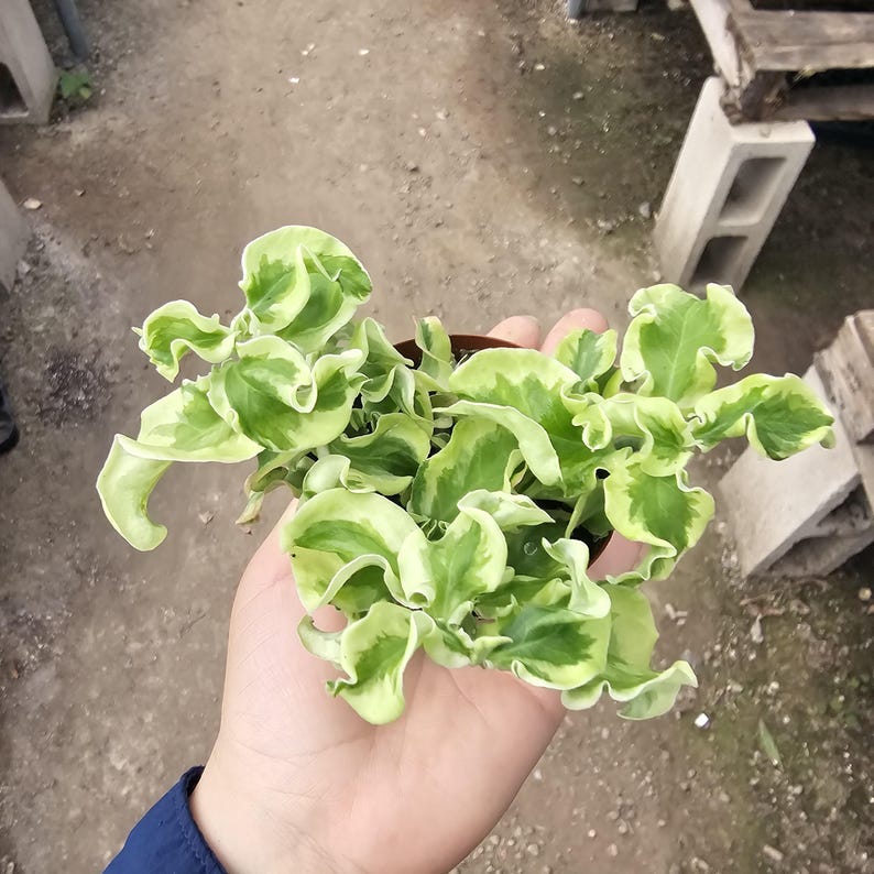 Pedilanthus Curly Devil's Backbone | Devil's Backbone Variegated ...